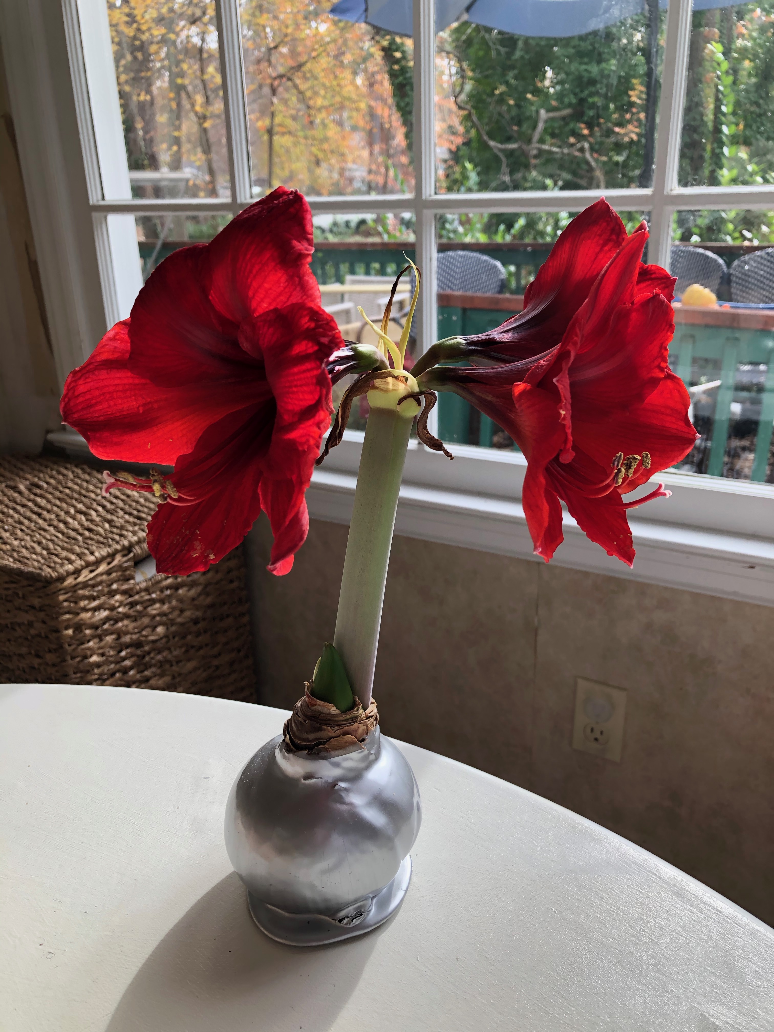Growing Breck’s Gifts Easy Care Holiday Amaryllis - PrepFord Wife